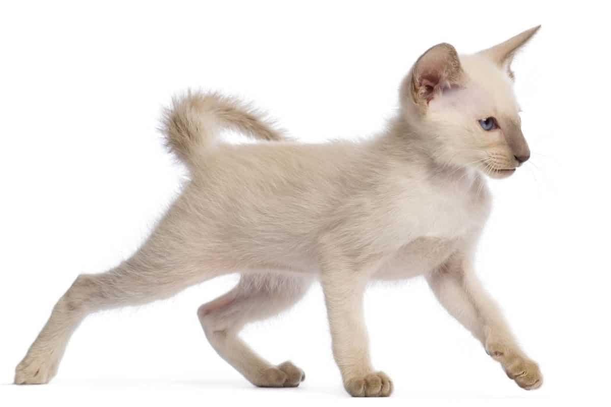 Thaise Kattennamen (met Betekenissen) Voor Mannelijke En Vrouwelijke ...