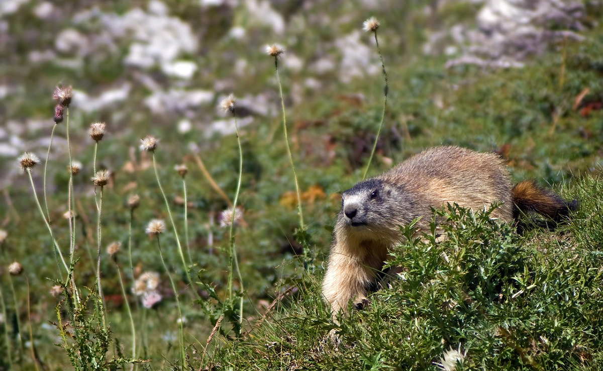 Waarom Is De Jacht Op Marmotten Mogelijk, Ook Al Is Het Een Beschermd Dier?