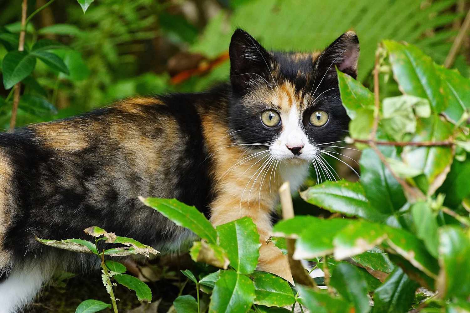 150+ Schildpadkattennamen Voor Uw Totaal Schattige Kat