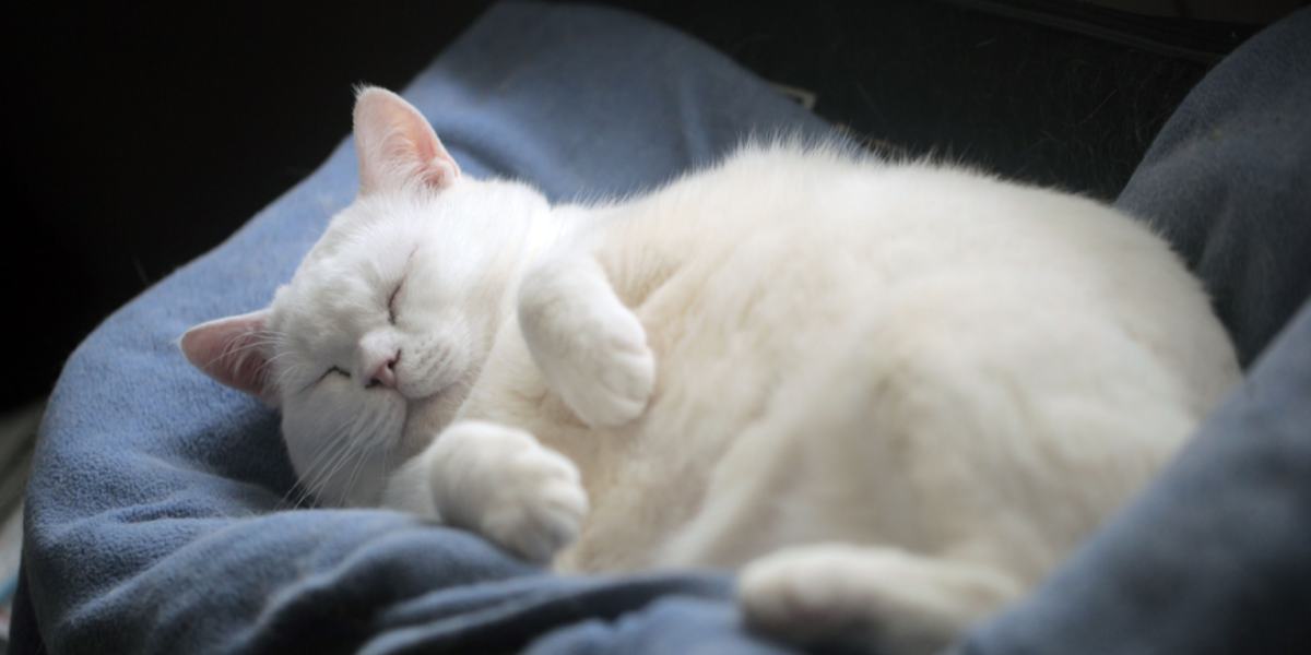 150 Schattige Dikke Kattennamen Voor Mannelijke En Vrouwelijke Katten