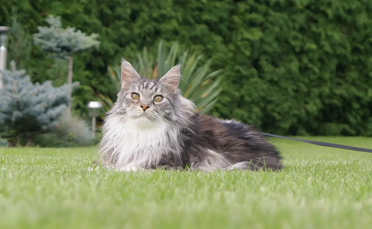 Top 10 Mooiste Raskatten!