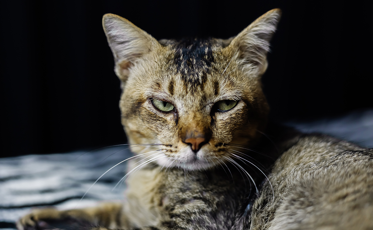 Wie Is De Oudste Kat Ter Wereld?