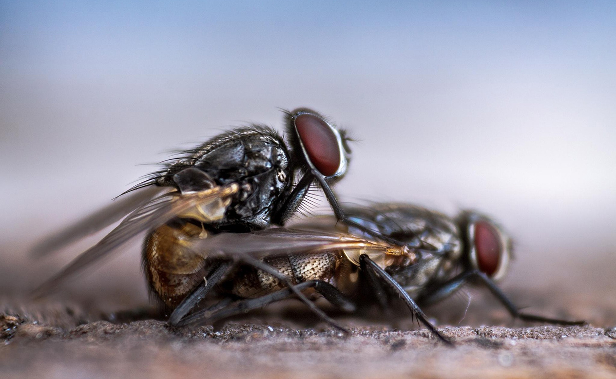 5 Vliegende Insecten Die Als Schadelijk Worden Beschouwd