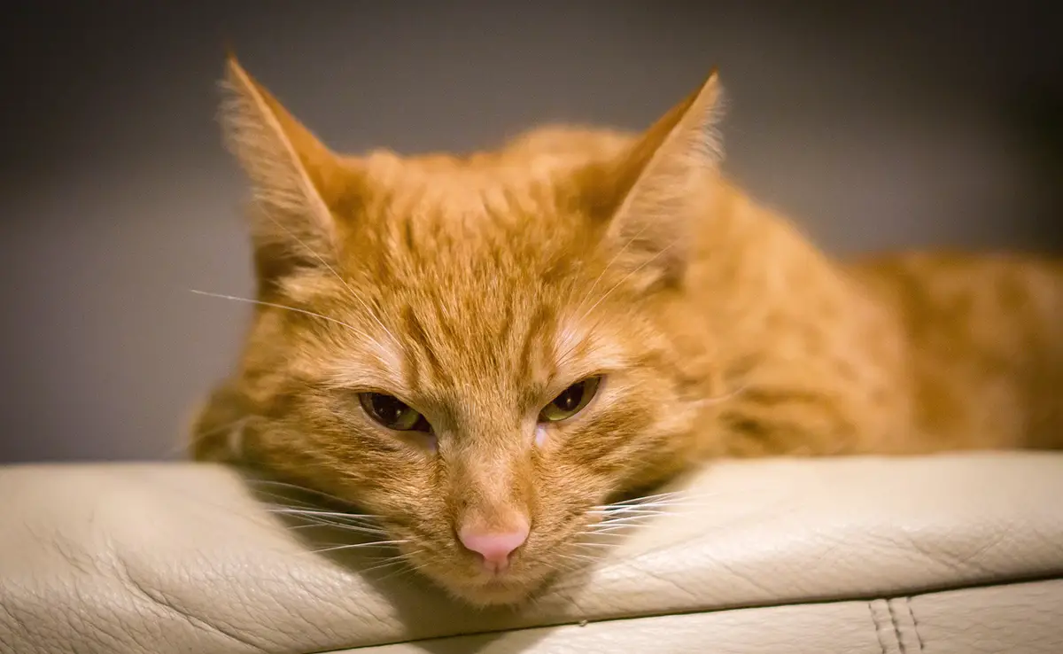 Kunnen Kattenvlooien Worden Overgedragen Op Mensen? Kunnen Kattenvlooien Worden Overgedragen Op Mensen?