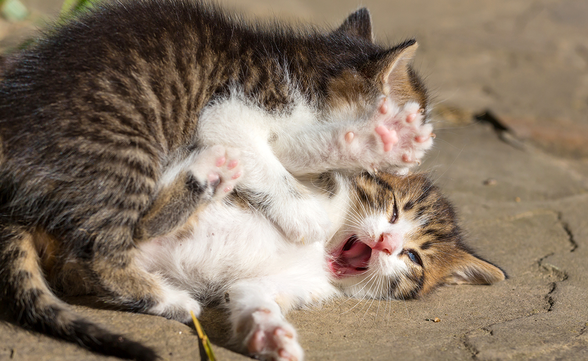 Hoe Weet Ik Of Mijn Katten Spelen Of Vechten?