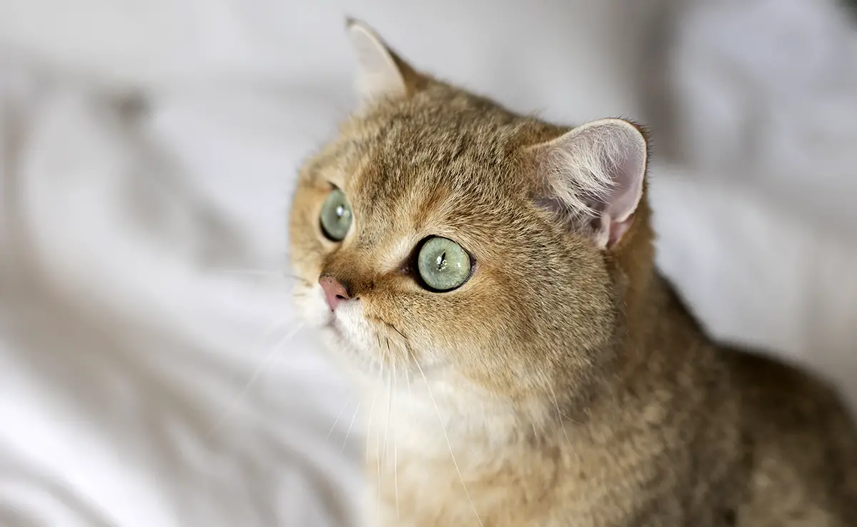 Positie Van De Oren Van De Kat: Begrijp Deze Taal!