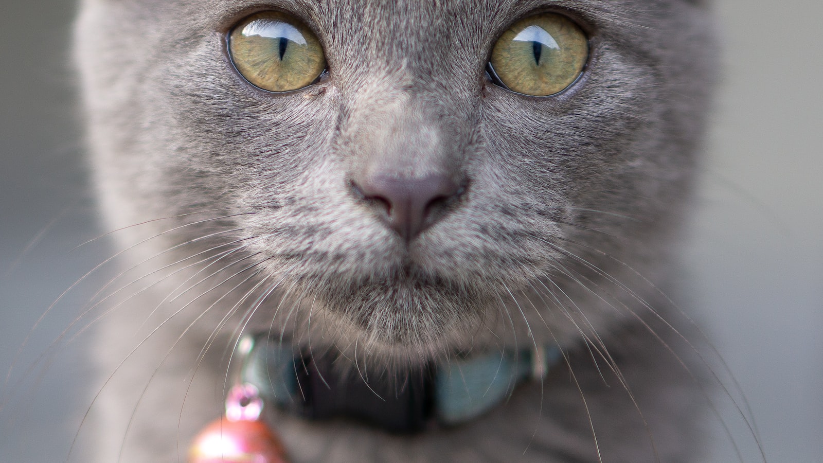 100 Stoere Kattennamen: Laat Je Kattenbravoure De Vrije Loop