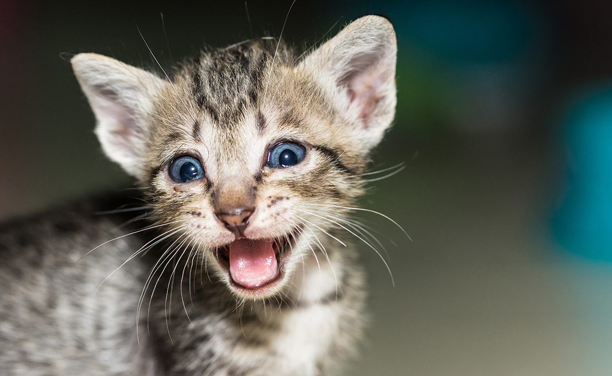 Katten Miauwen Meer Naar Mensen Dan Naar Elkaar: Waar Of Niet Waar?