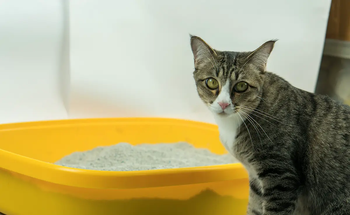 7 Tekenen In De Ontlasting Van Uw Kat Waar U Zich Zorgen Over Zou ...