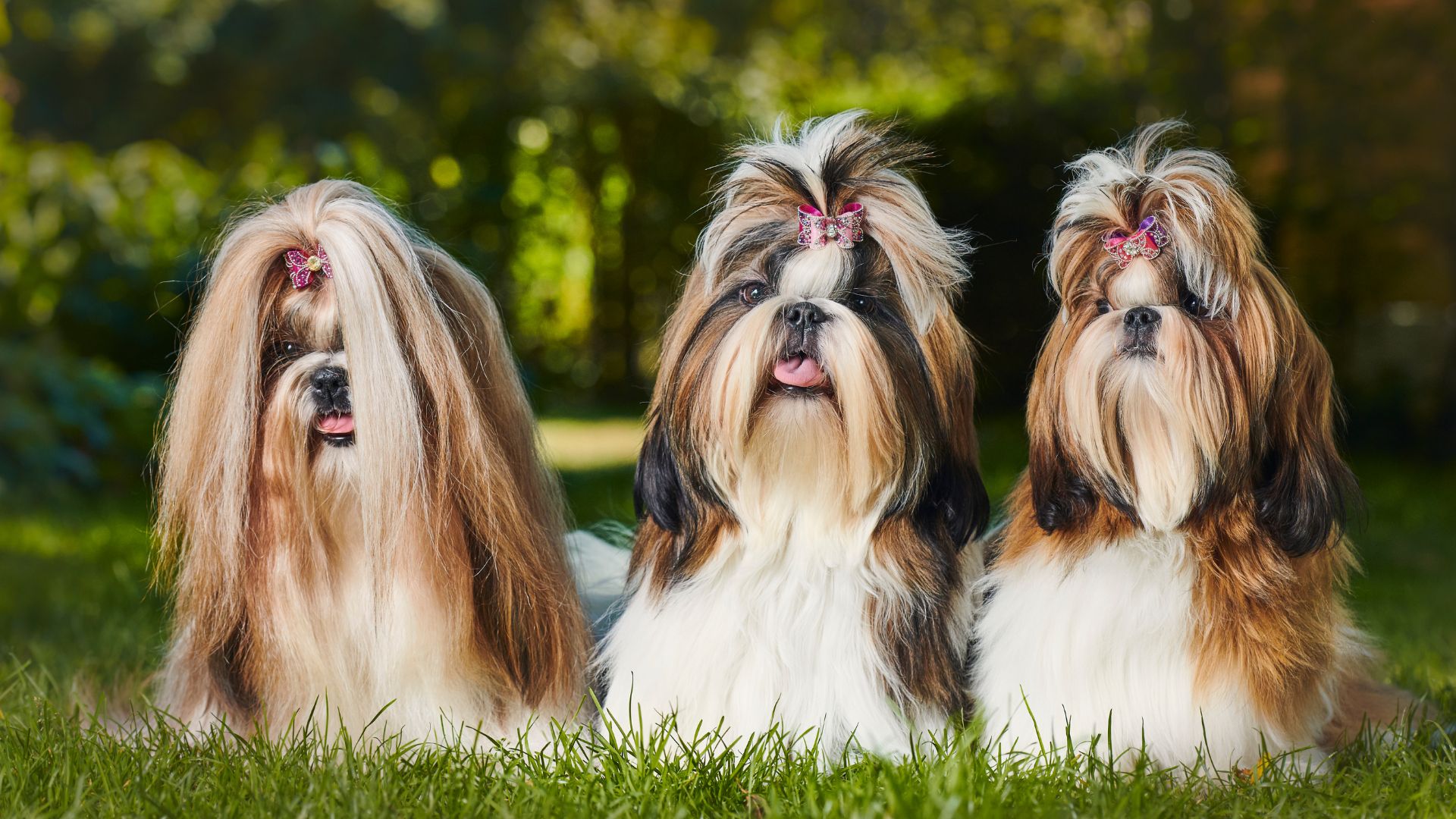 Voor- En Nadelen Van Shih Tzu: Is Dit Aanhankelijke Ras Geschikt Voor U?