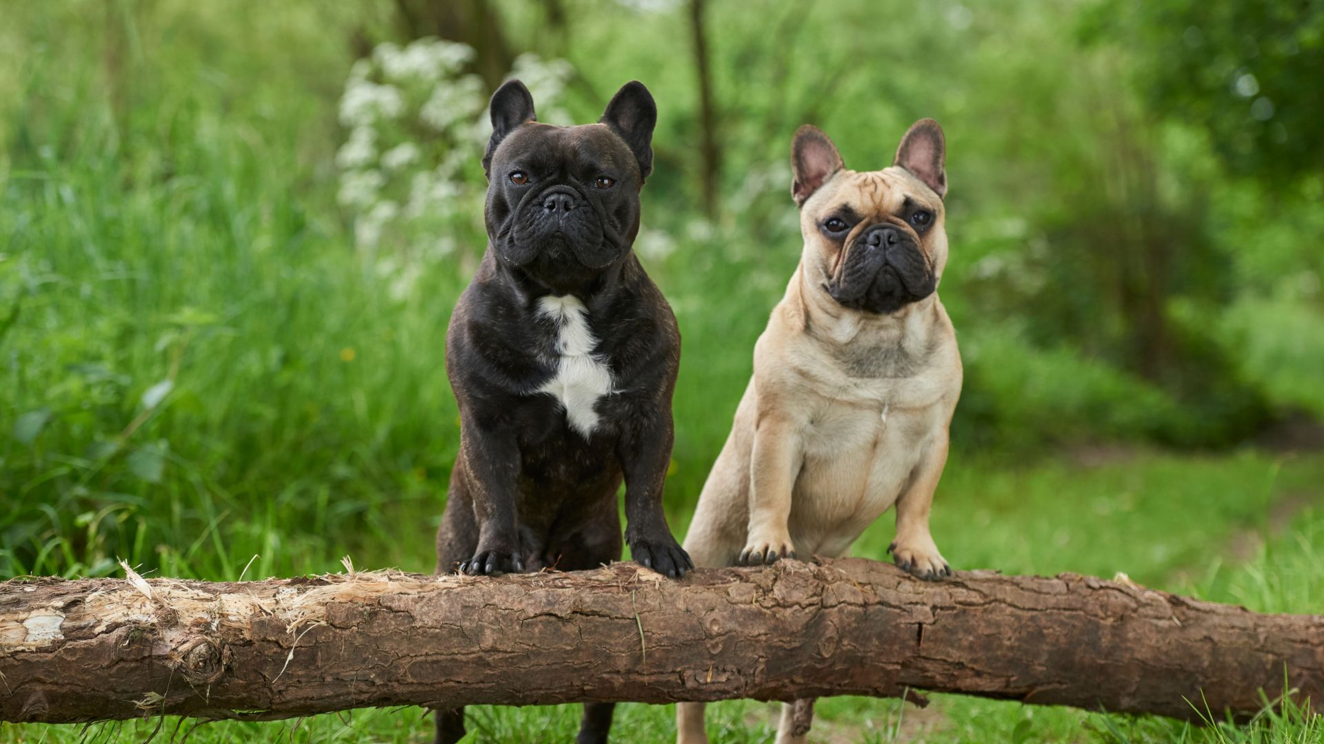 Voor- En Nadelen Van Een Franse Bulldog Die U Moet Kennen Voor- En Nadelen Van Een Franse Bulldog Die U Moet Kennen