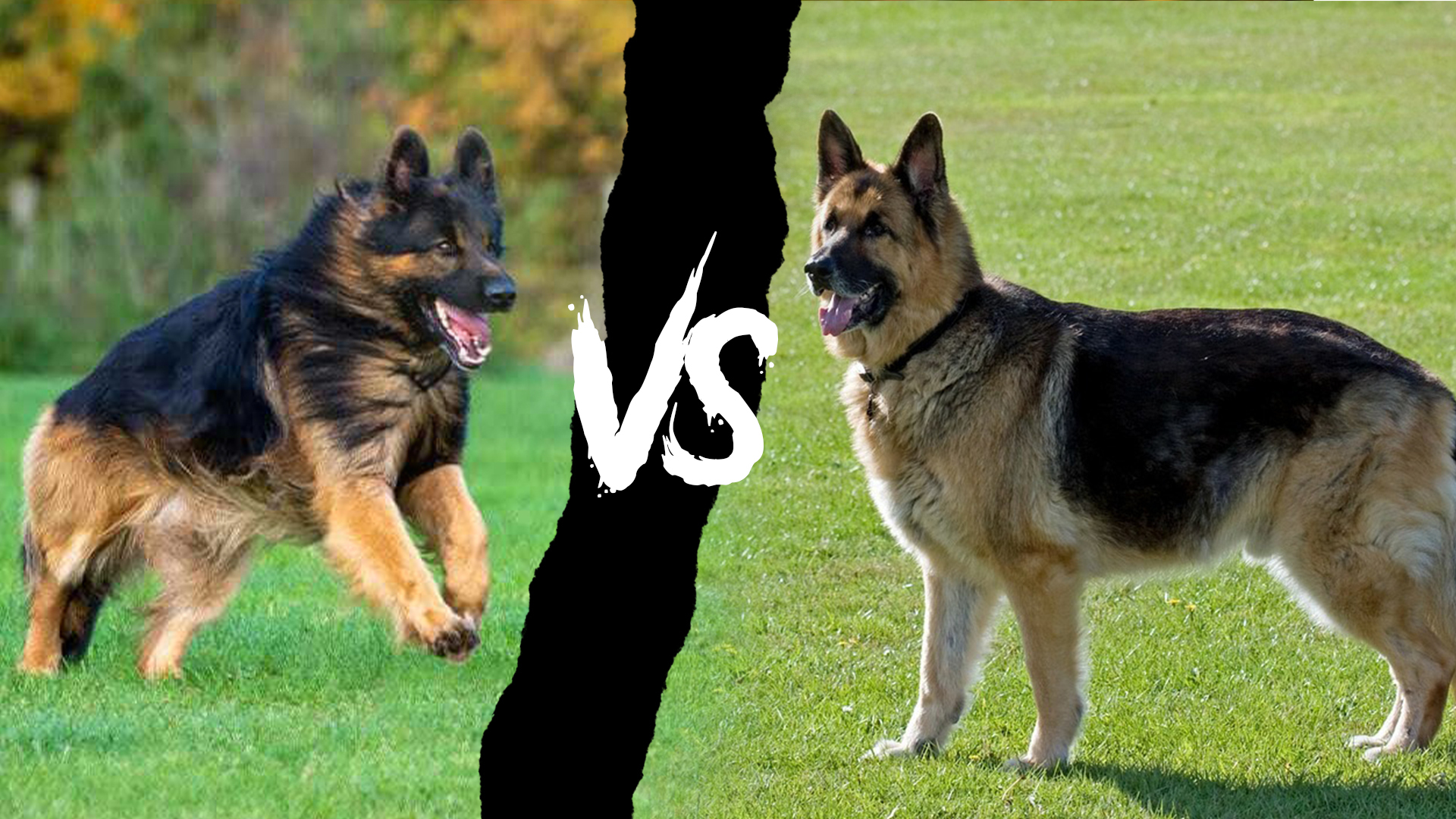 King Shepherd Versus Duitse Herder: Wat Is Het Verschil?