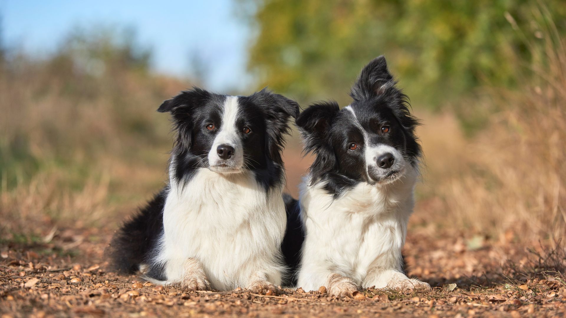 Voor- En Nadelen Van Een Border Collie: Wat U Moet Weten?