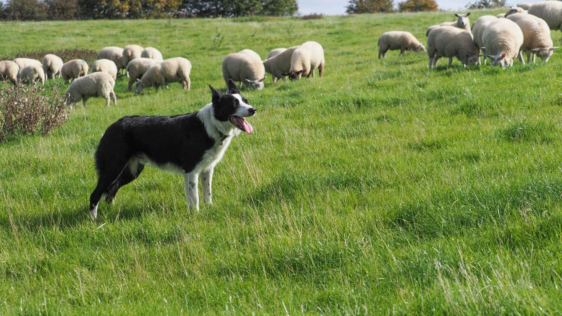 7 Hondenrassen Voor Kleine Boerderijen En Uw Land