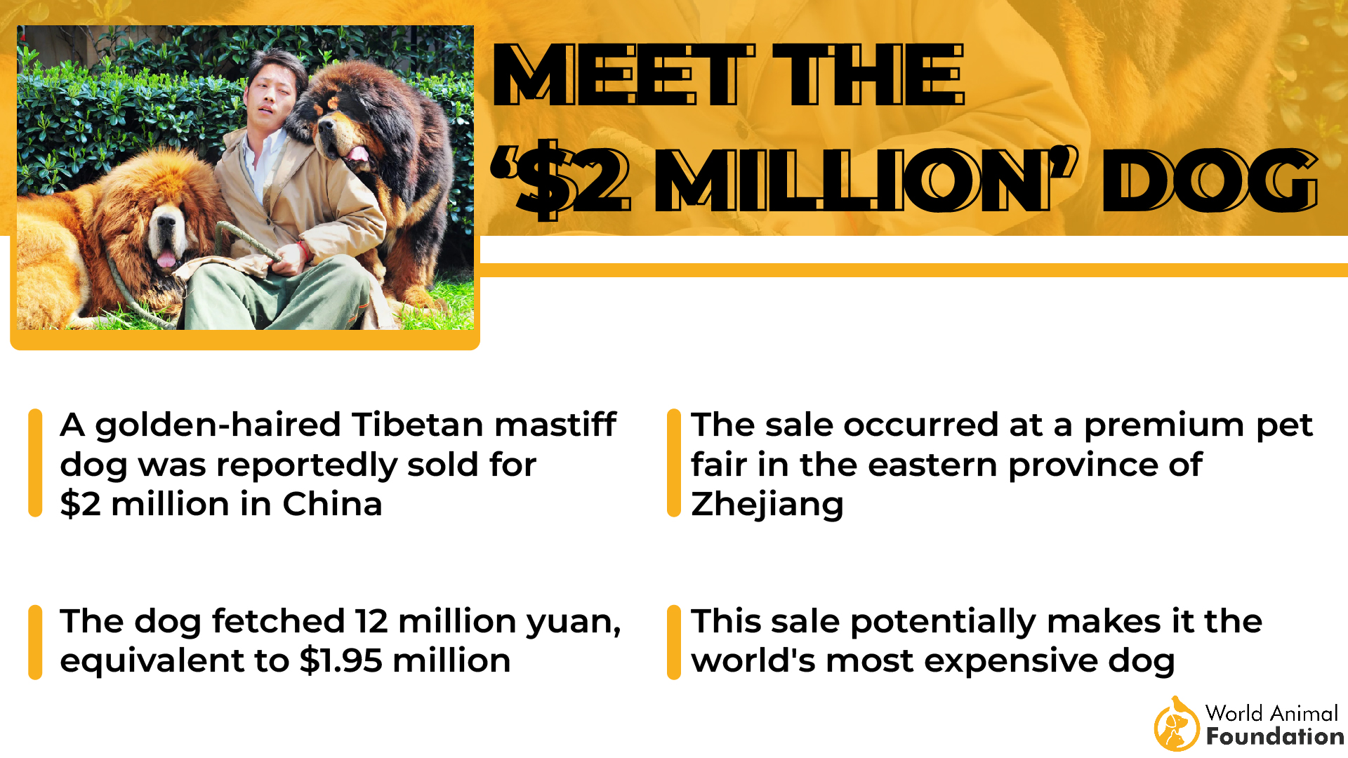 9 Duurste Hondenrassen Ter Wereld Die U Moet Kennen