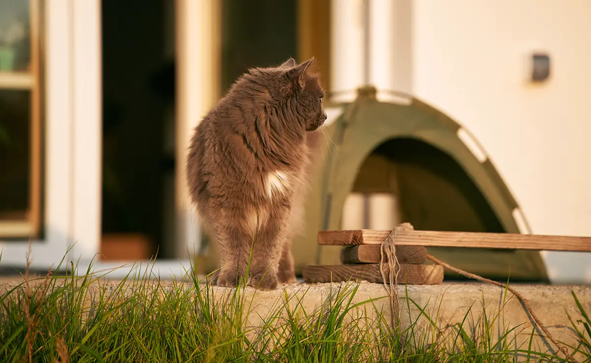 De Reuzenpanda: Hoe En Waar Leeft Hij? Alles Wat Je Moet Weten Over Panda's