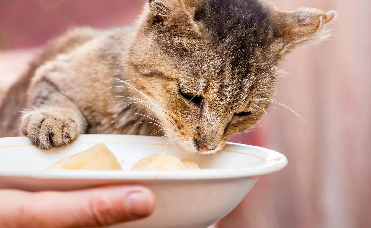 Welke Landen Honden En Katten Eten In 2024