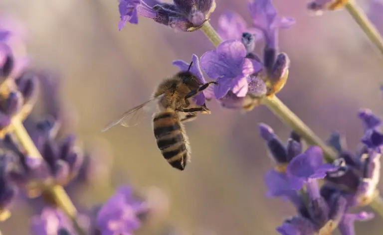 Brulkikker: De Grootste Kikker: Wie Is Het? Hoe Leeft Ze?