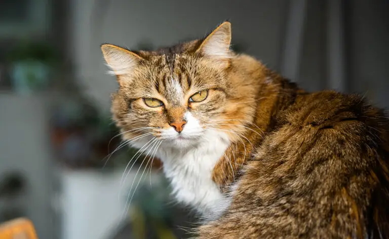 Brulkikker: De Grootste Kikker: Wie Is Het? Hoe Leeft Ze?