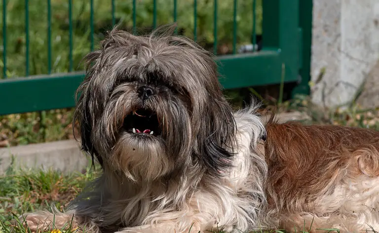 Brulkikker: De Grootste Kikker: Wie Is Het? Hoe Leeft Ze?