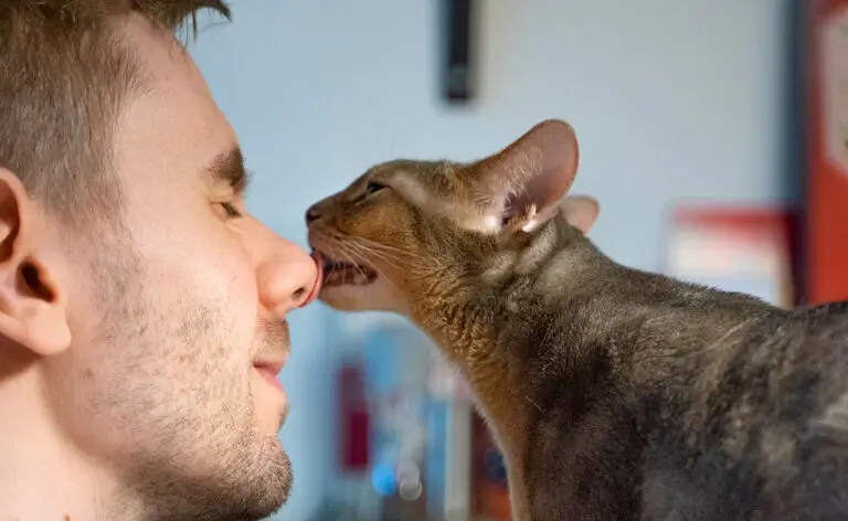 Brulkikker: De Grootste Kikker: Wie Is Het? Hoe Leeft Ze?