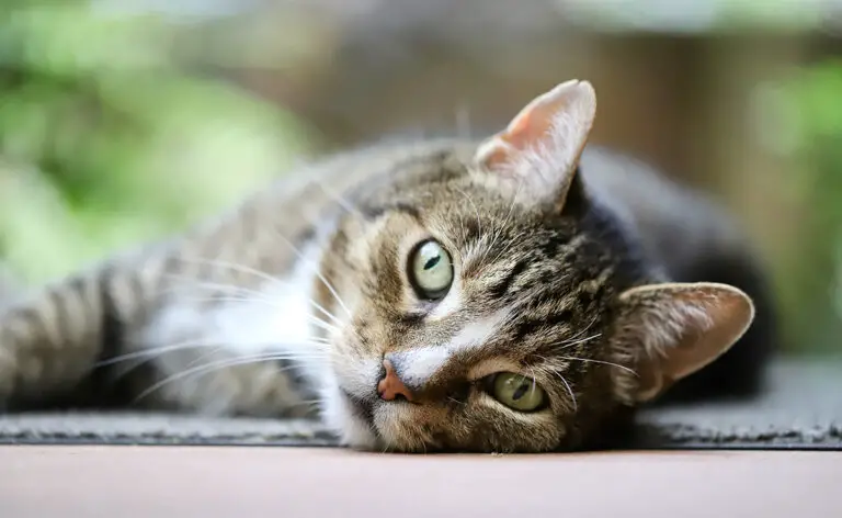 Netpython, Een Van De Grootste Slangen: Wie Is Het? Hoe Te Leven?