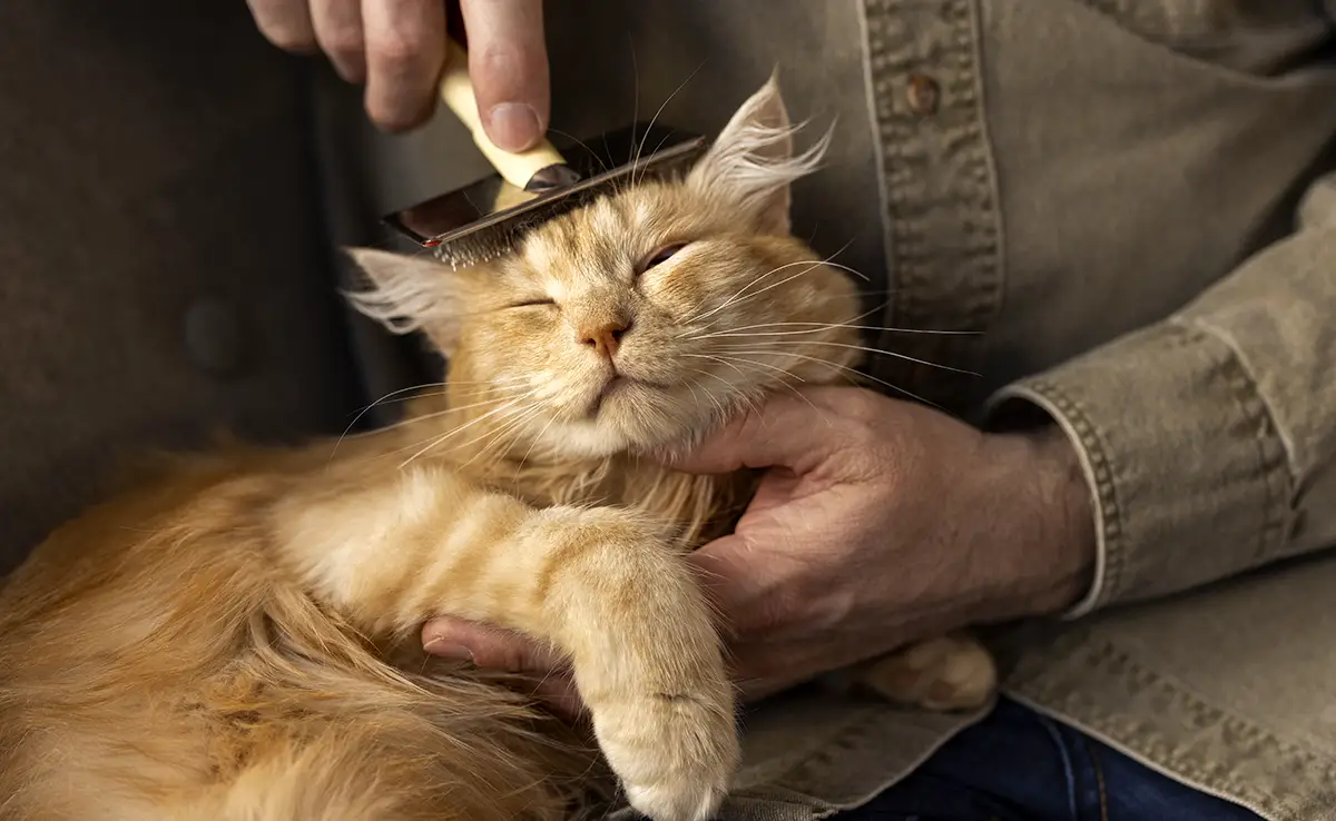 Moet Een Kat Echt Spinnen? Wat Zijn De Voordelen Van Spinnen?