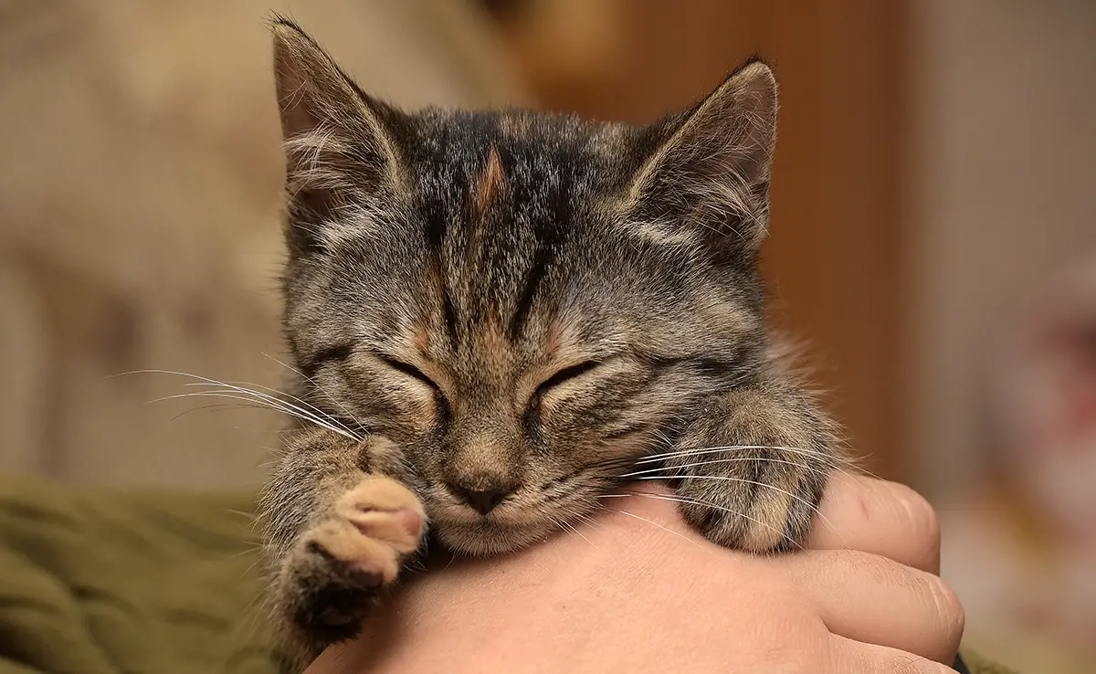 Wat Zijn De Verschillen Tussen Wezel, Fret, Marter, Marter, Hermelijn ...