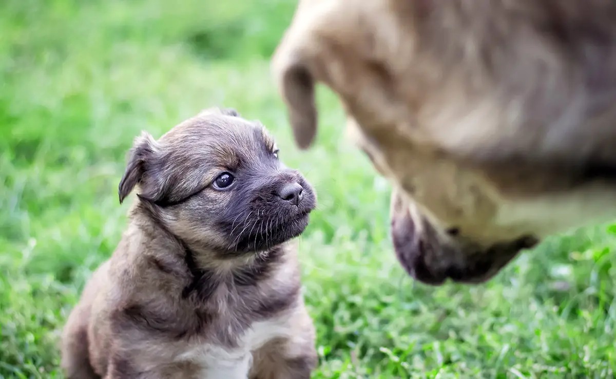 Wat Zijn De Verschillen Tussen Wezel, Fret, Marter, Marter, Hermelijn ...