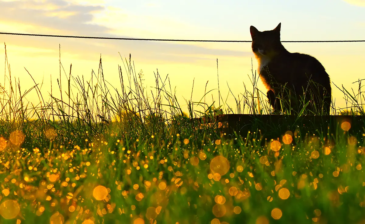 Wat Zijn De Verschillen Tussen Wezel, Fret, Marter, Marter, Hermelijn ...