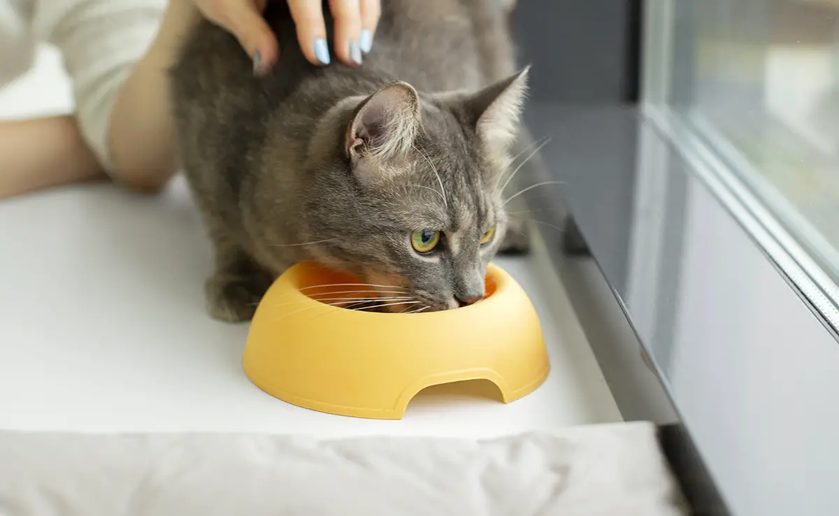 Wat Zijn De Verschillen Tussen Wezel, Fret, Marter, Marter, Hermelijn ...