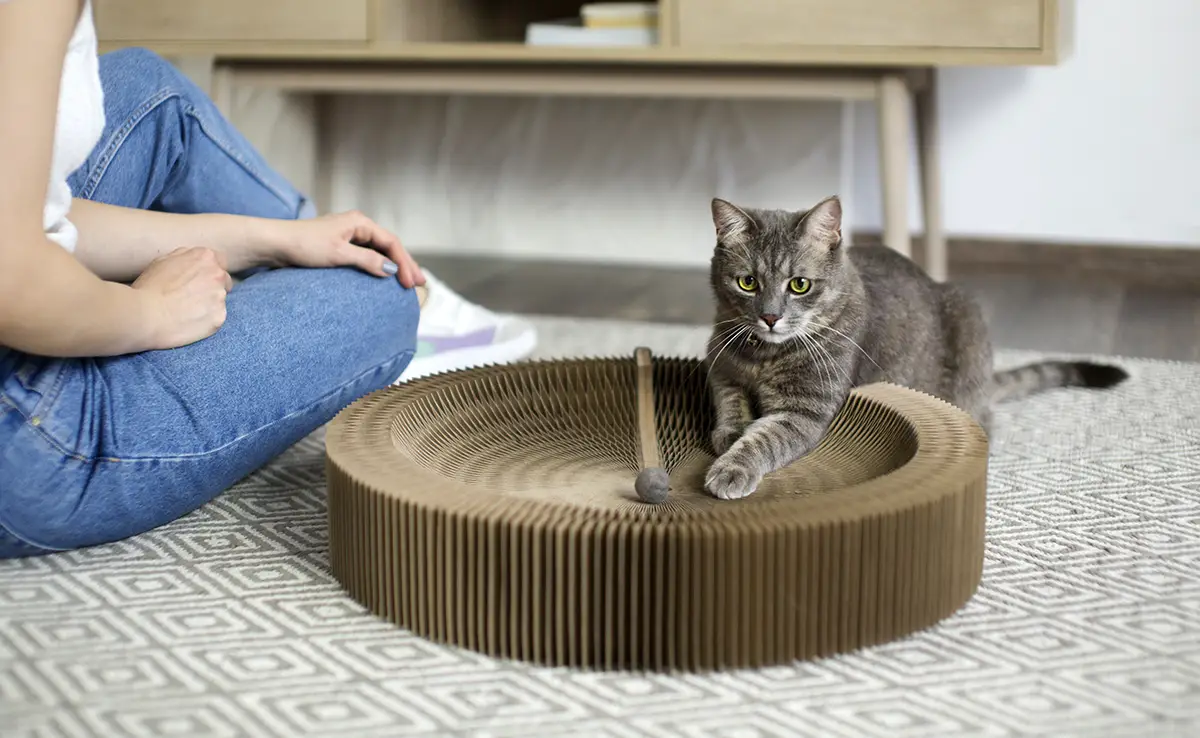 Wat Zijn De Verschillen Tussen Wezel, Fret, Marter, Marter, Hermelijn ...