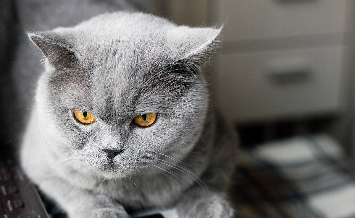 Welke Landen Honden En Katten Eten In 2024