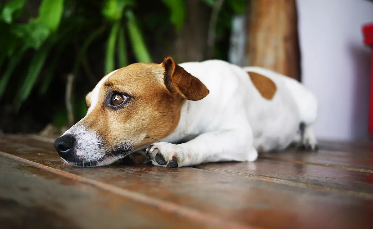 Witte Kat: Top 10 Van De Mooiste Rassen!