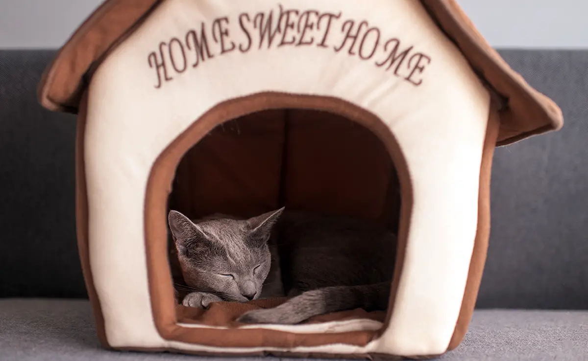 Wat Zijn De Verschillen Tussen Wezel, Fret, Marter, Marter, Hermelijn ...