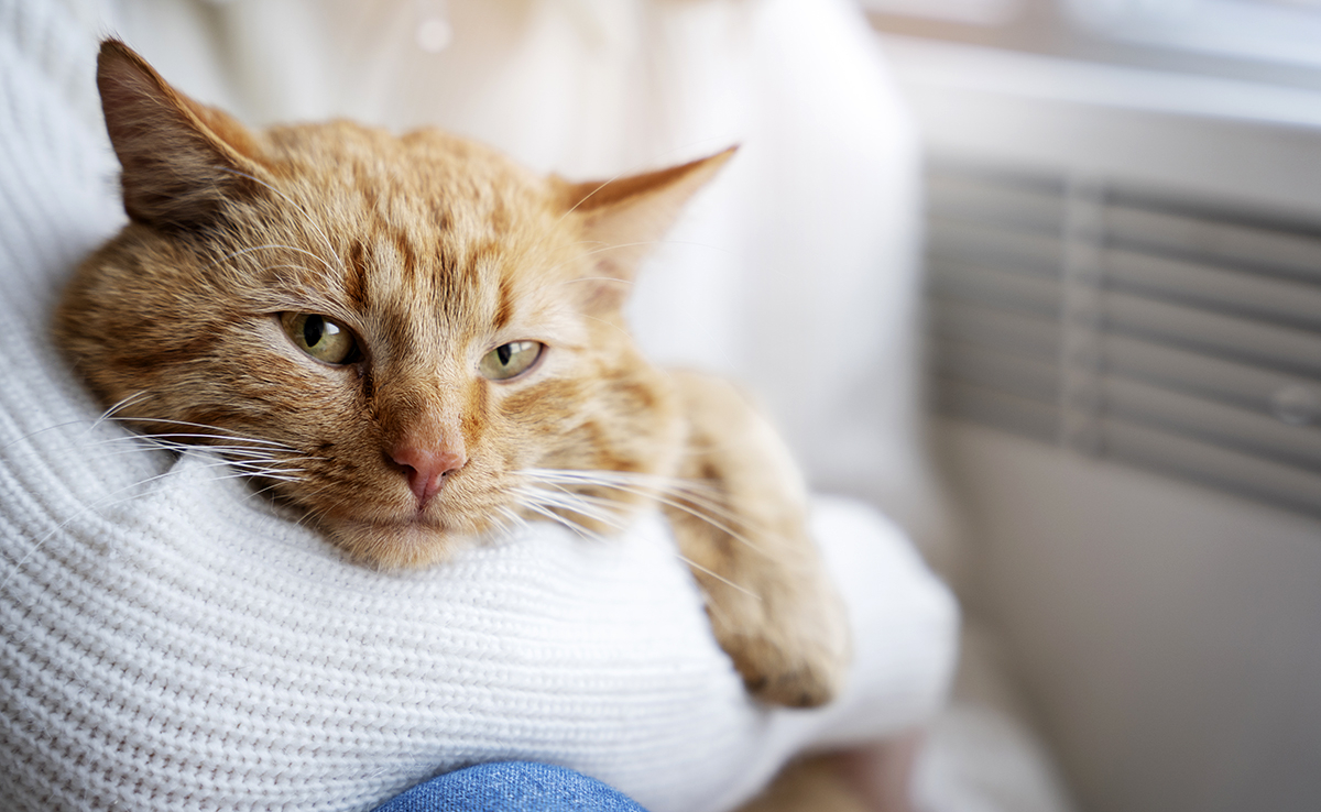 Welke Landen Honden En Katten Eten In 2024